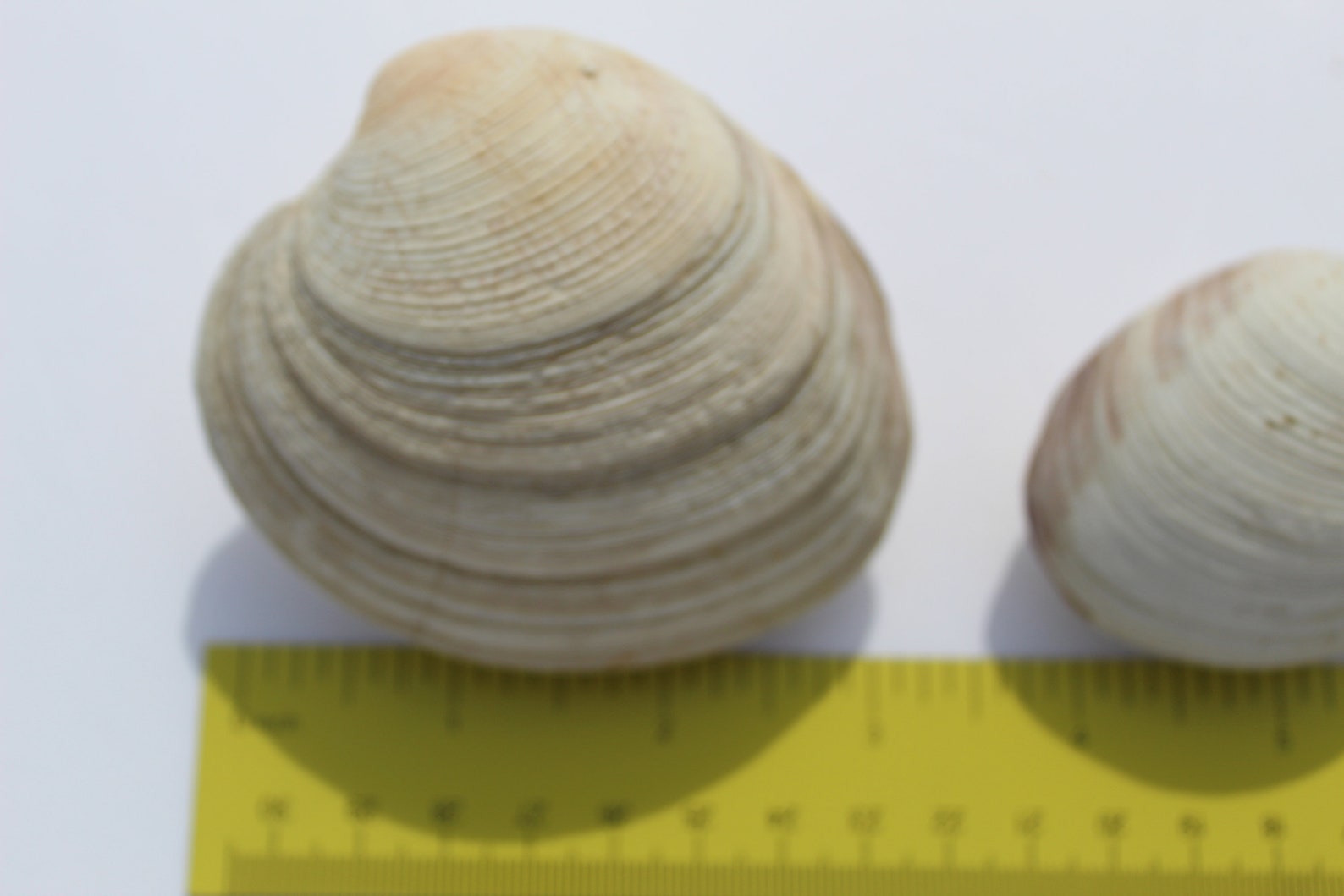 Quahog Shells, Brown Clam Shells, Matched Clam Shells, Hard Shell Clams ...