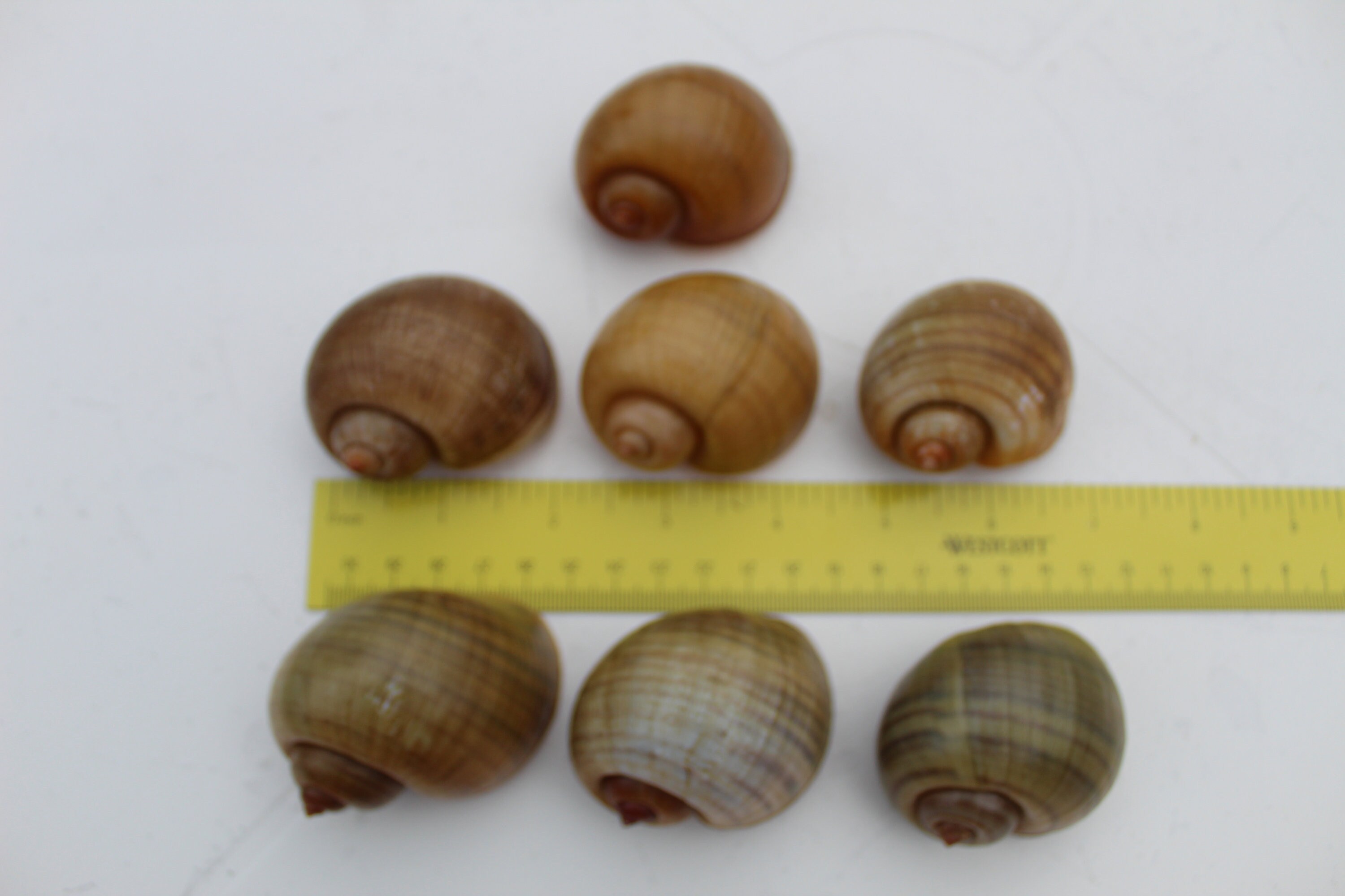 Medium Apple Shells, Florida Sea Shells, 1 3/4 Inches Wide, Hermit Crab ...