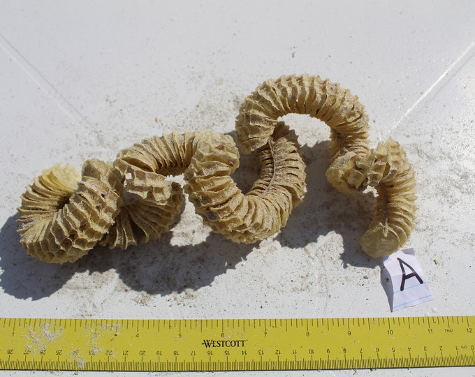 Whelk Egg Case, Spiral Egg Case, Sea Shell Case, Sanibel, Egg Casing - Etsy