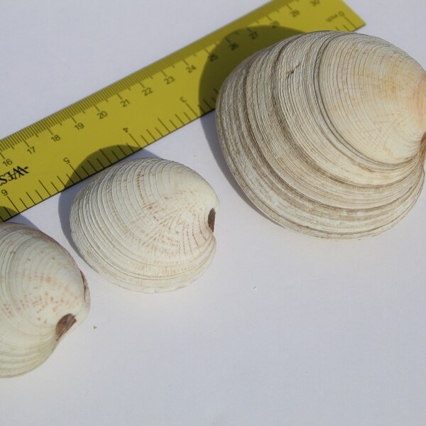 Quahog Shell - Etsy
