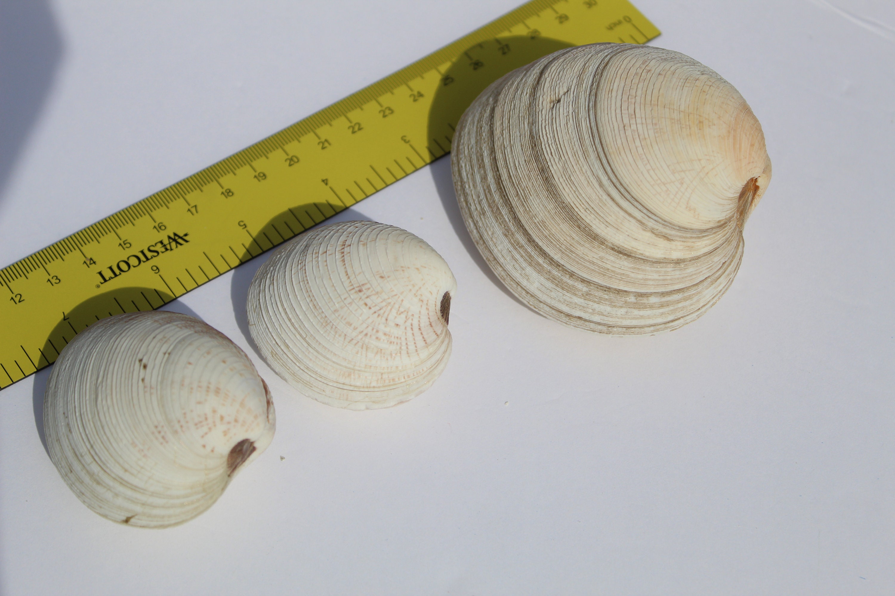 Quahog Shells, Brown Clam Shells, Matched Clam Shells, Hard Shell Clams ...