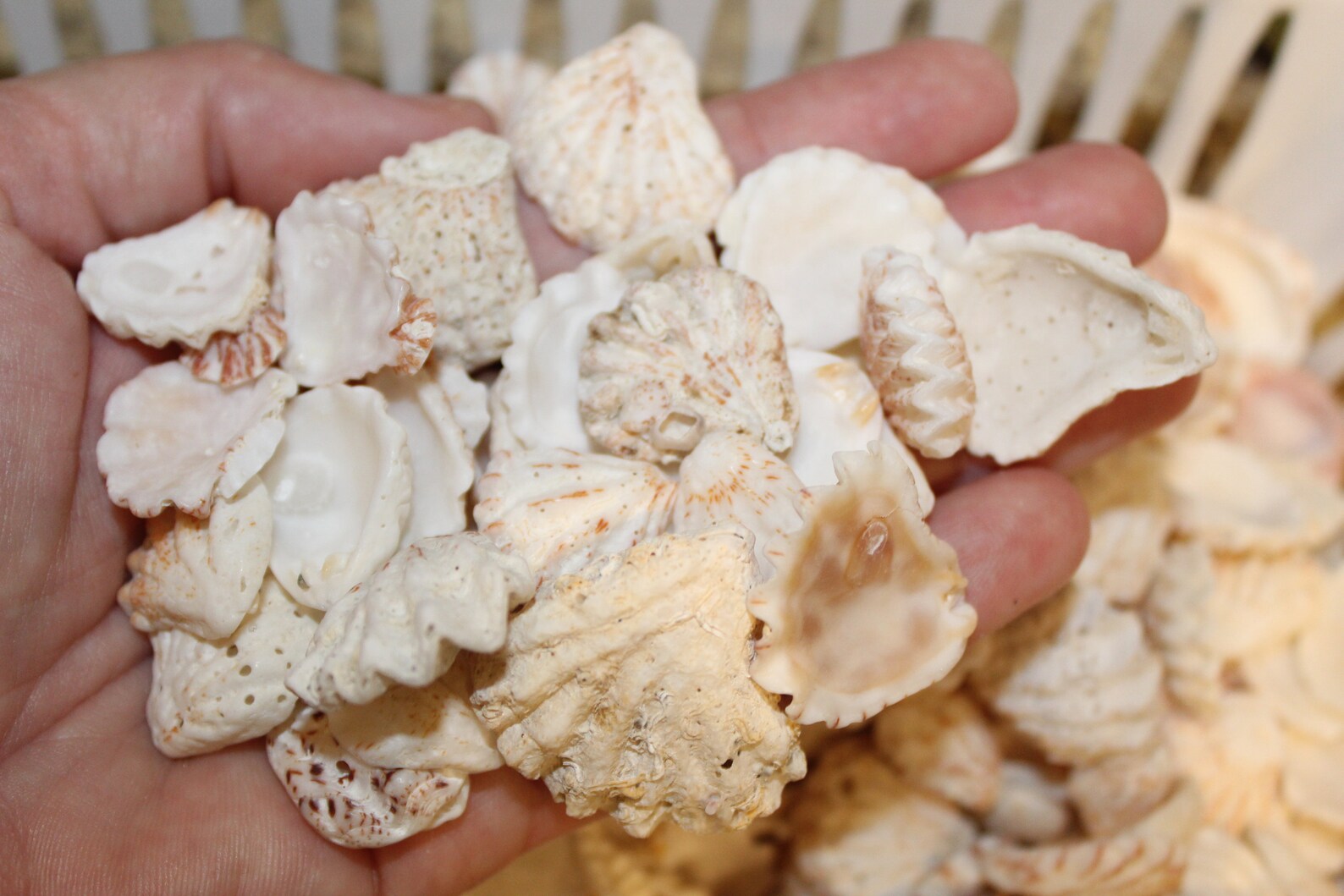 50 Cats Paw Seashells, Weather Worn Kitten Paw Shells, Cats Paw Shells ...