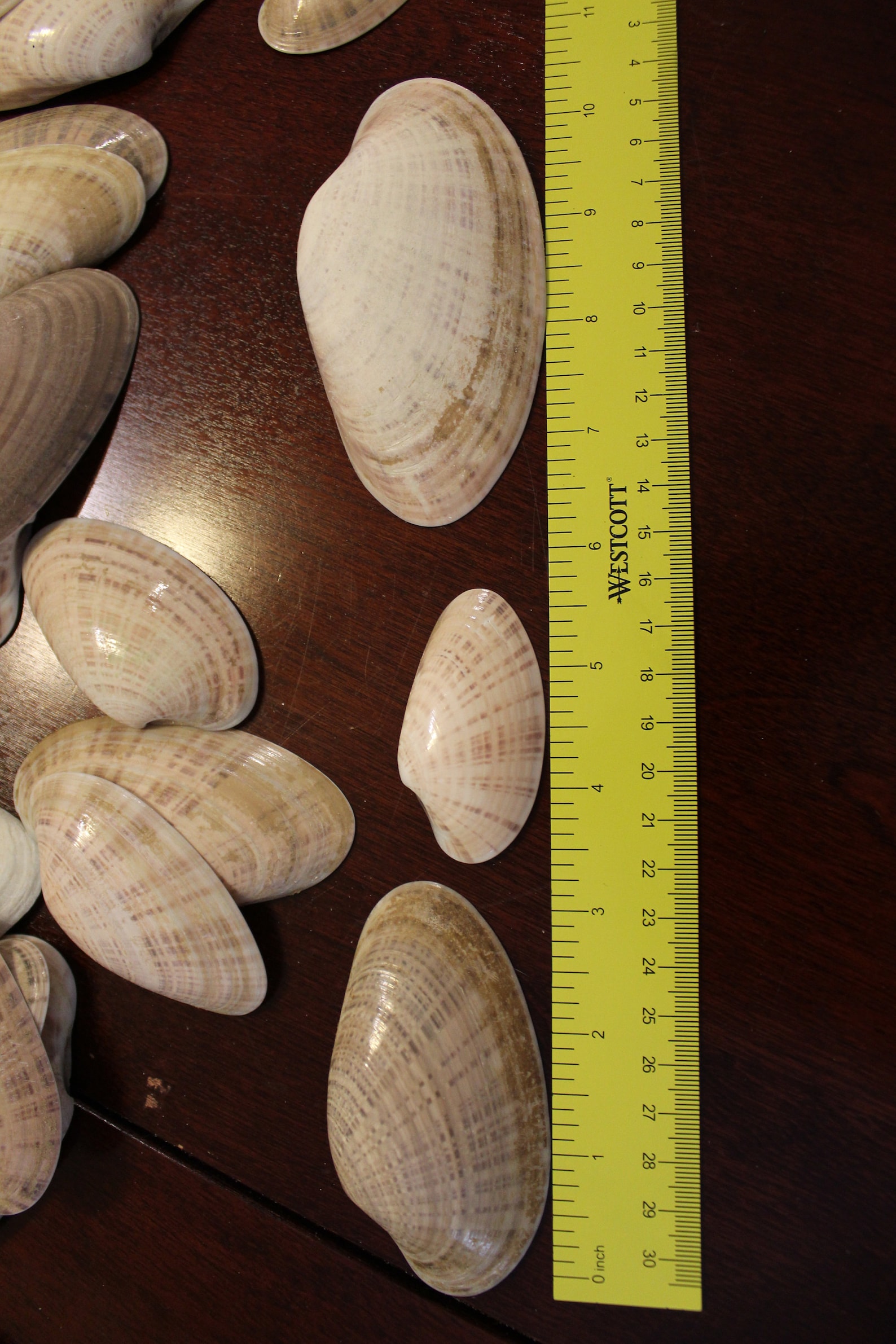 Sunray Venus Seashells, Gulf Coast Shells, Sunray Venus Clam Shells, 7 ...
