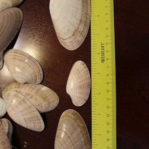 Sunray Venus Seashells, Gulf Coast Shells, Sunray Venus Clam Shells, 7 ...