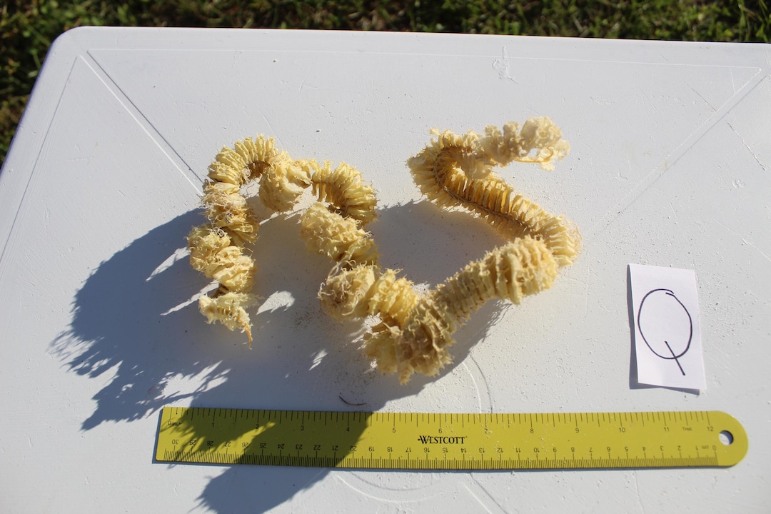 Whelk Egg Case, Spiral Egg Case, Sea Shell Case, Keewaydin, Egg Casing ...