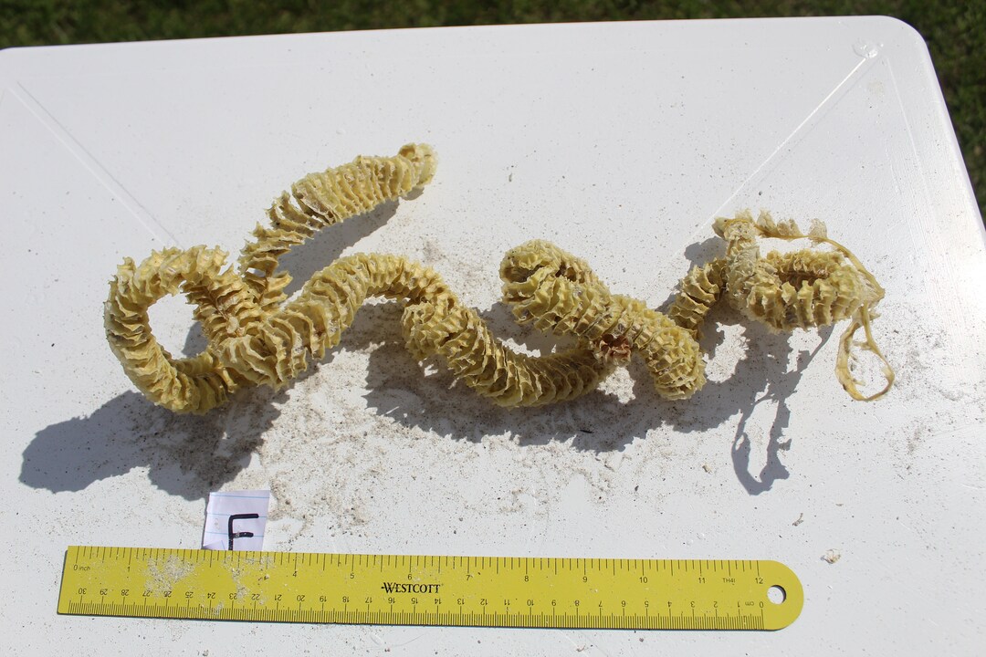 Whelk Egg Case, Spiral Egg Case, Sea Shell Case, Sanibel, Egg Casing - Etsy