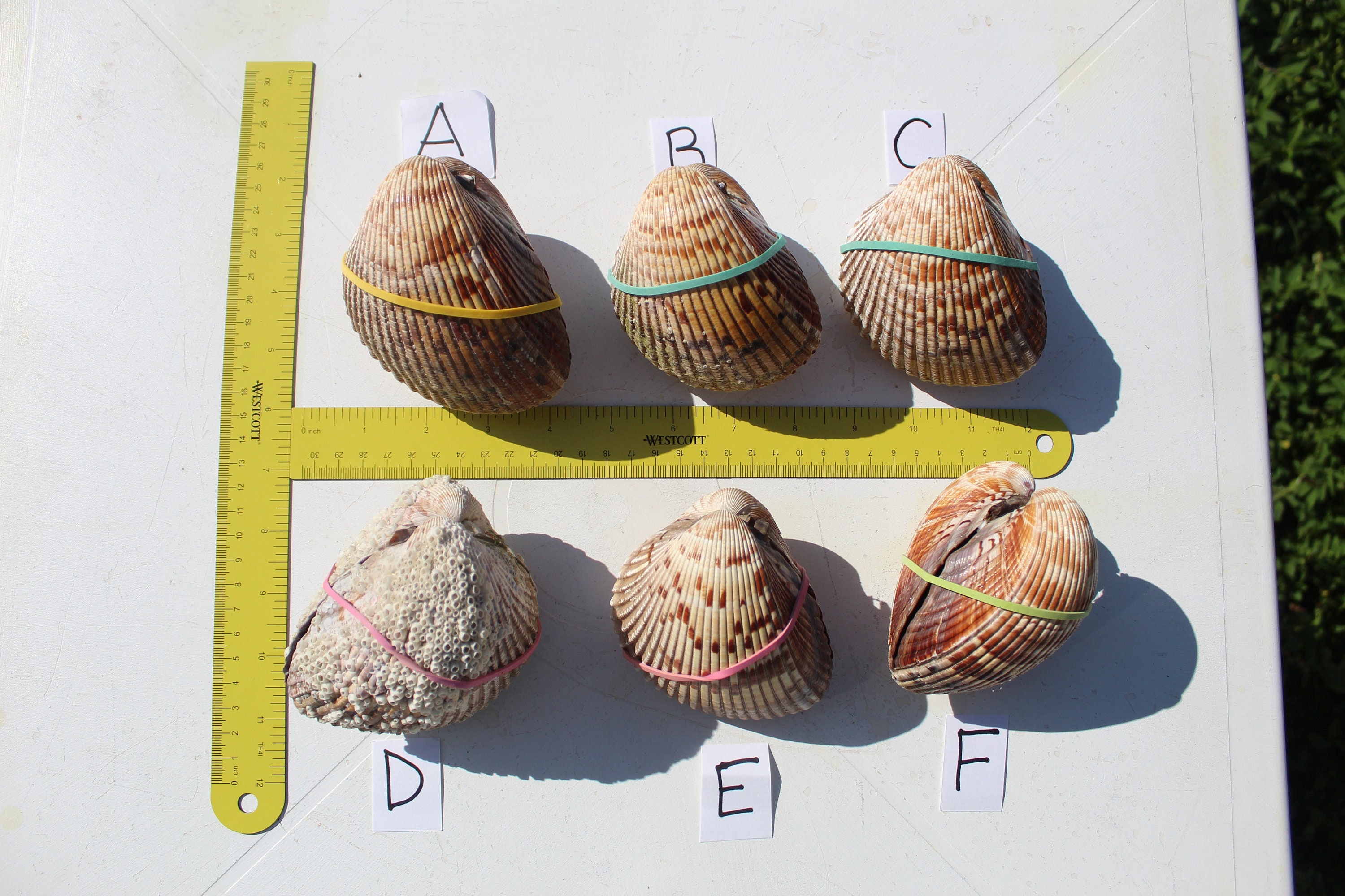 Heart Cockle, Match Cockle Pair, Gulf Coast Shells, Florida Cockle ...