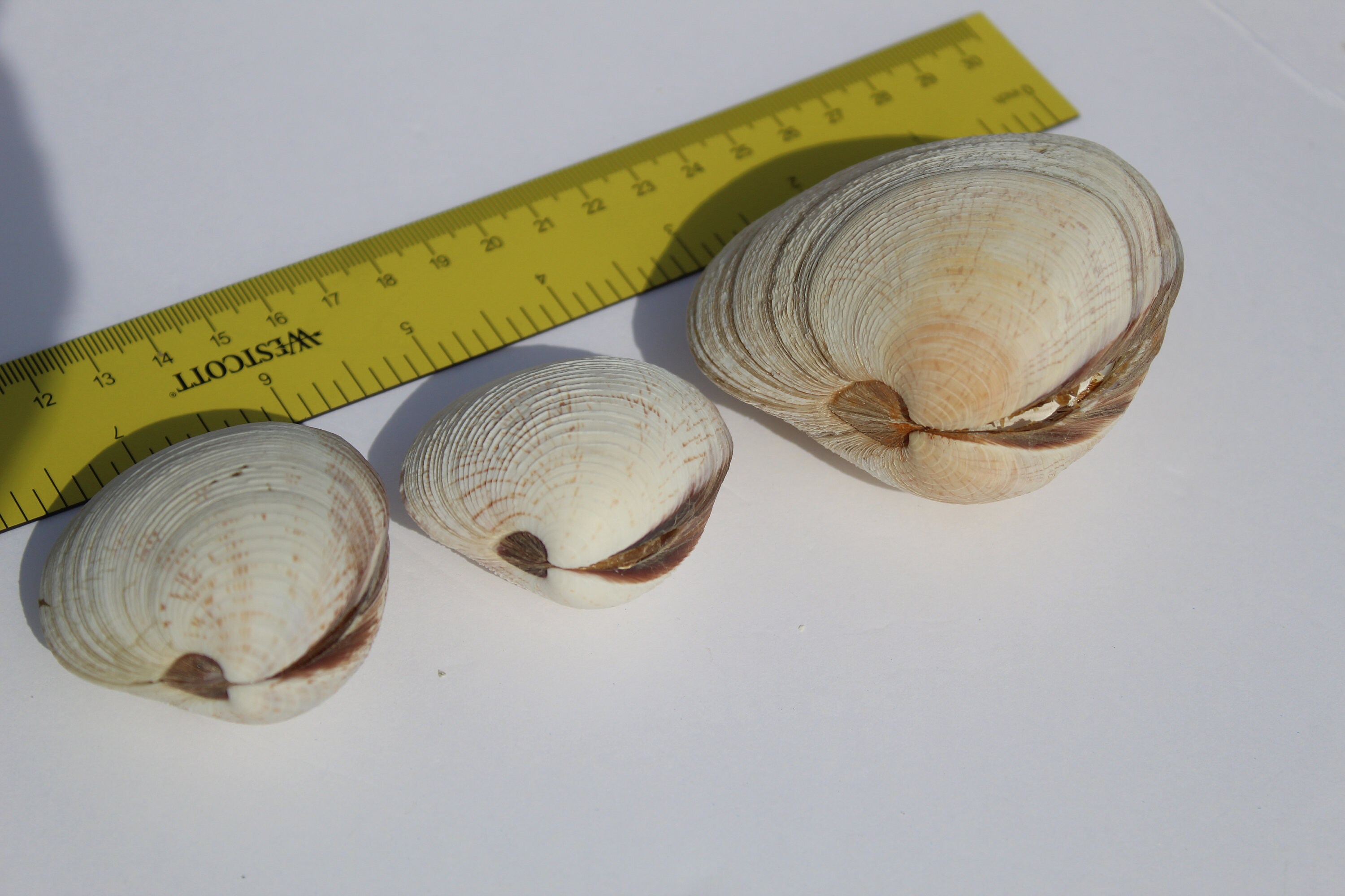 Quahog Shells, Brown Clam Shells, Matched Clam Shells, Hard Shell Clams ...