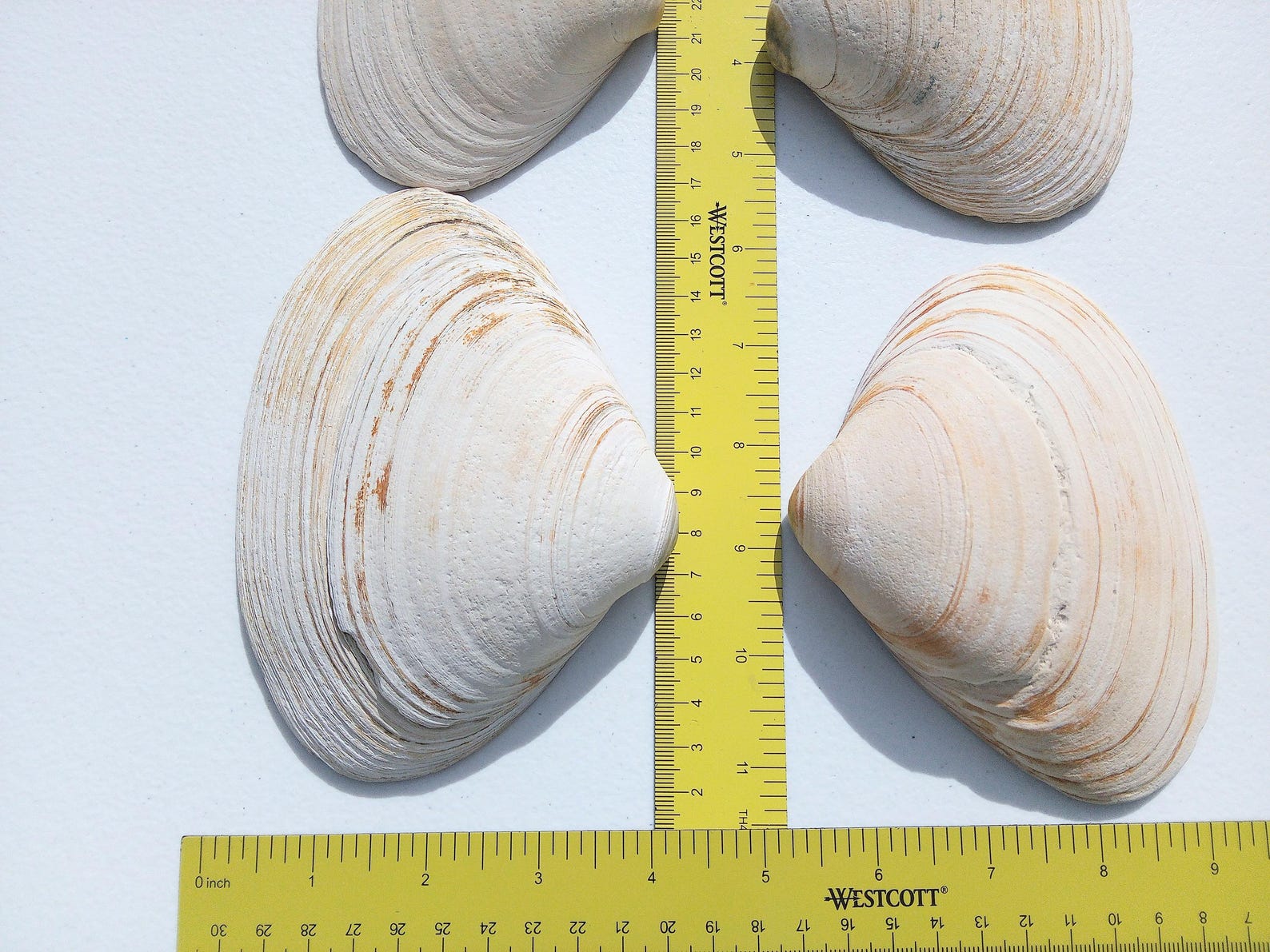 Jumbo Clam Shells 5”, Set of 4 Atlantic Clams, Clean Bulk Decoupage ...