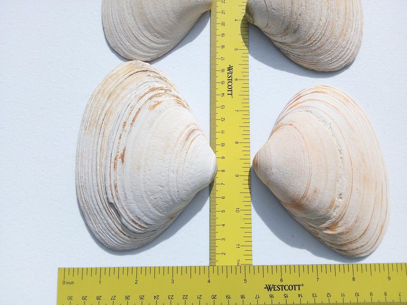 Jumbo Clam Shells 5”, Set of 4 Atlantic Clams, Clean Bulk Decoupage ...