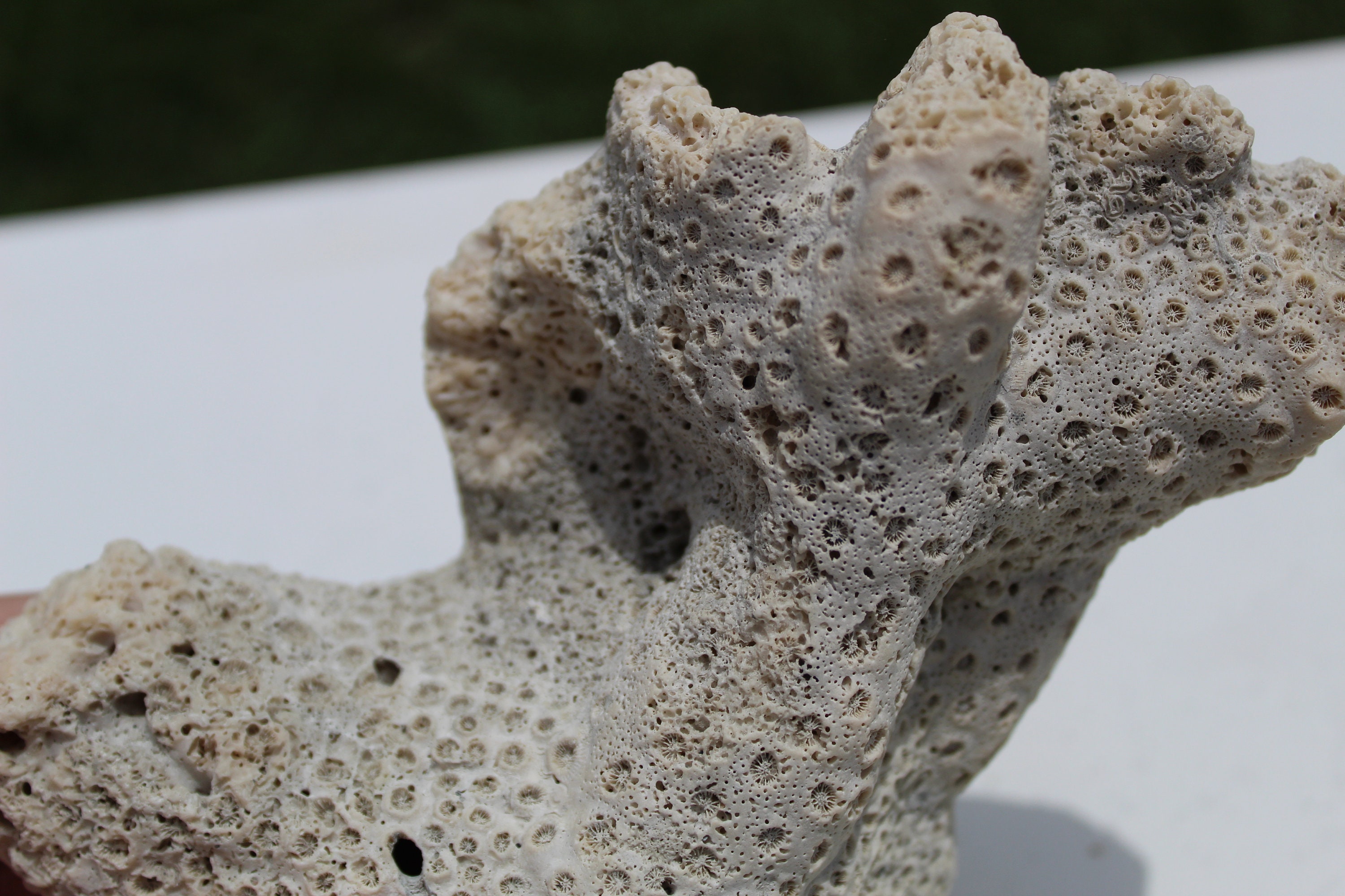 Large Coral Piece, Sanibel Island Coral, Turner Beach Coral, Sanibel ...