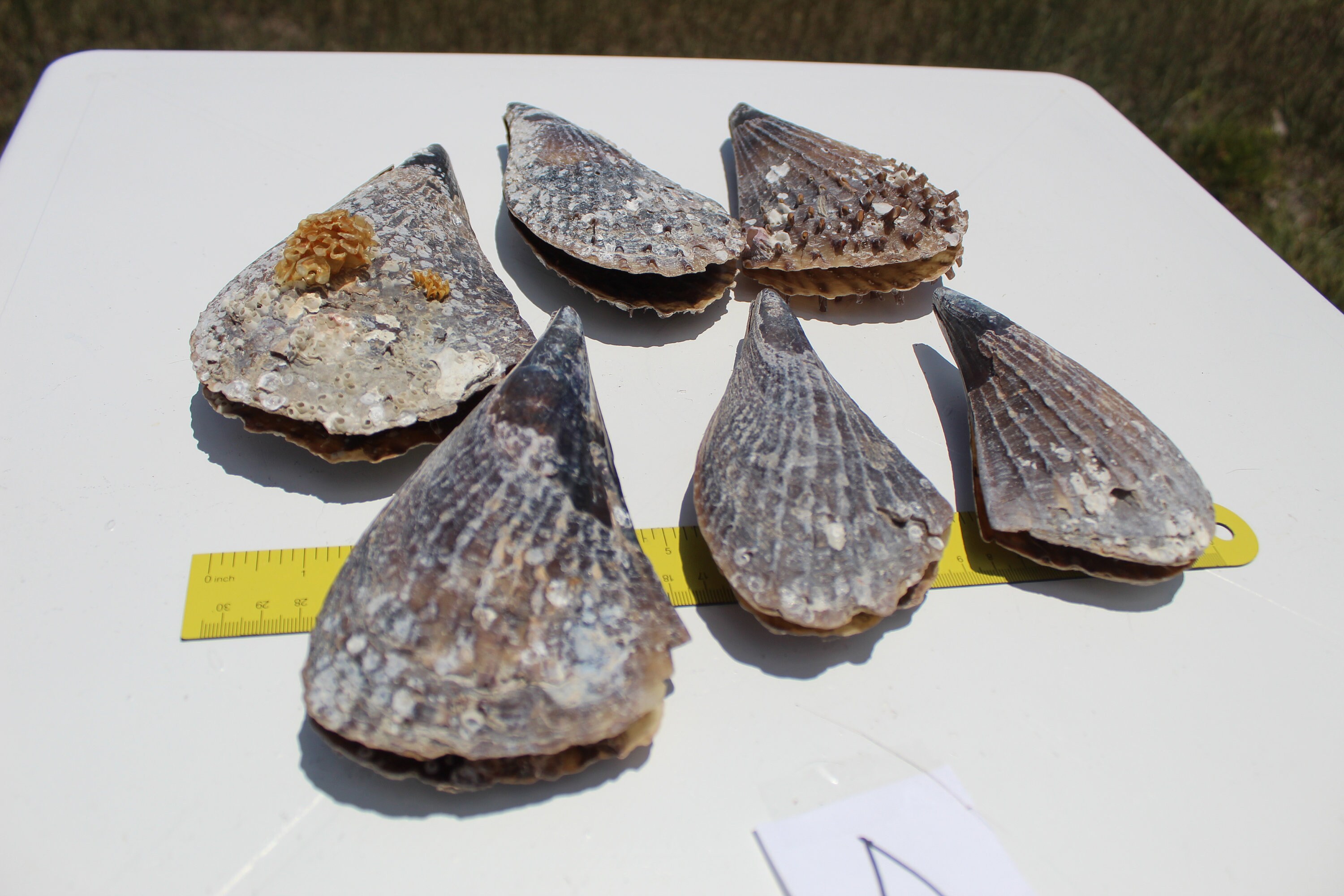 Pen Shells, Sanibel Island, Whole Pen Shells, Aura Borealis Shells ...