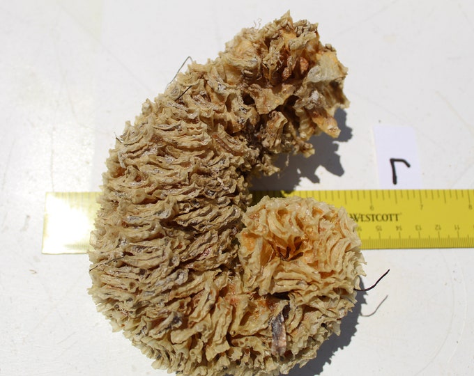 Horse Conch Case, Spiral Egg Case, Sea Shell Case, Cayo Costa, Egg ...