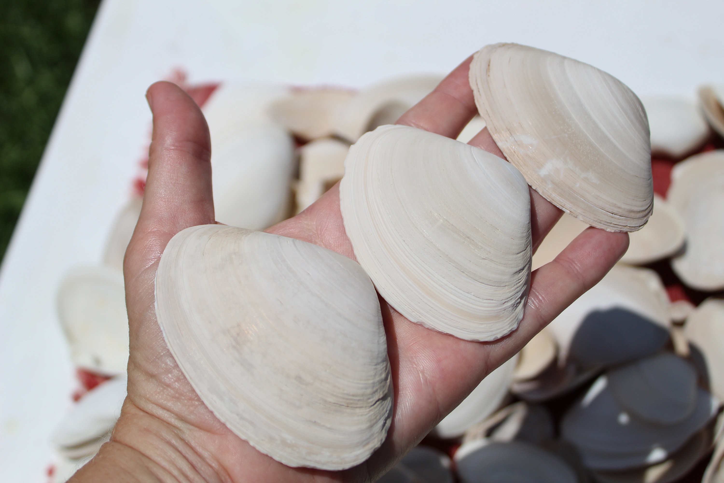 25 Surf Clam Shells, Sanibel Clams, Gulf Coast Shells, Florida Clams ...