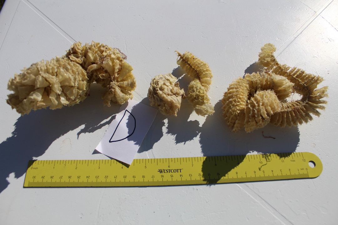 Whelk Egg Case, Spiral Egg Case, Sea Shell Case, Keewaydin, Egg Casing ...