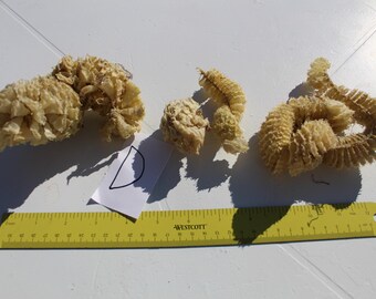 Whelk Egg Case, Spiral Egg Case, Sea Shell Case, Keewaydin, Egg Casing ...