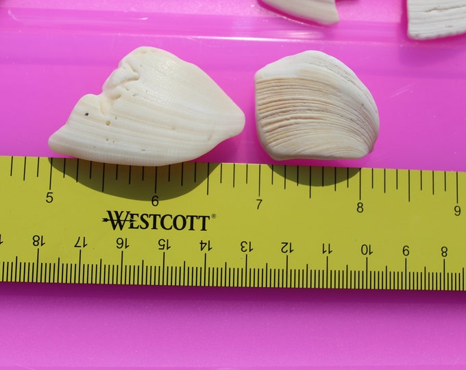 Dosinia Clam Shell, White Shells, Florida Gulf Coast, White, Textured ...