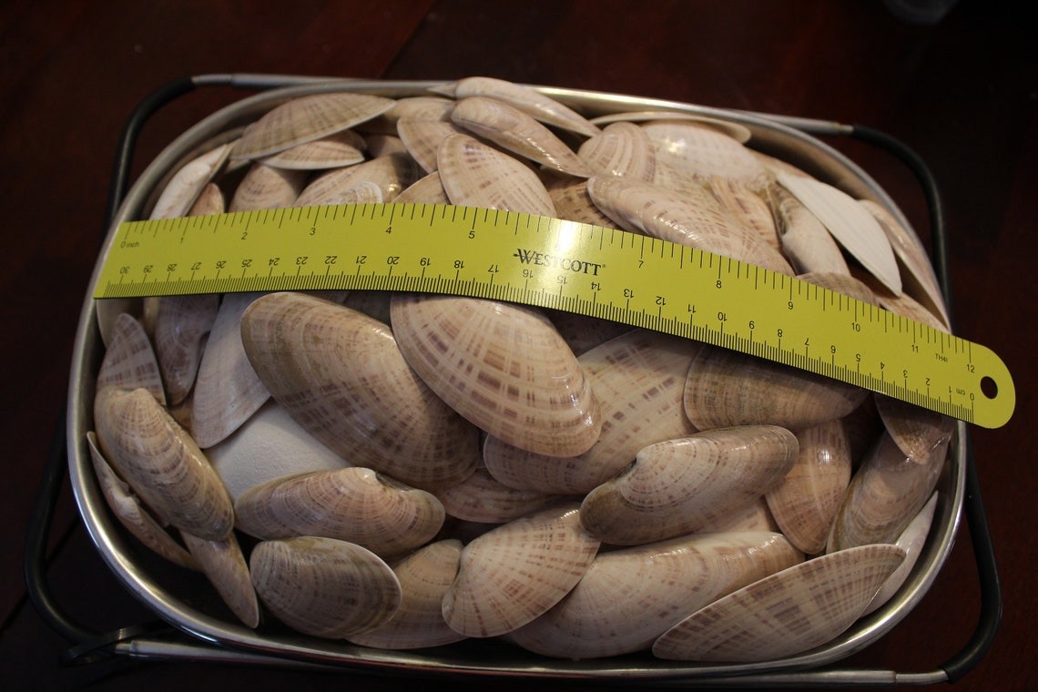 Sunray Venus Seashells, Gulf Coast Shells, Sunray Venus Clam Shells, 7 ...
