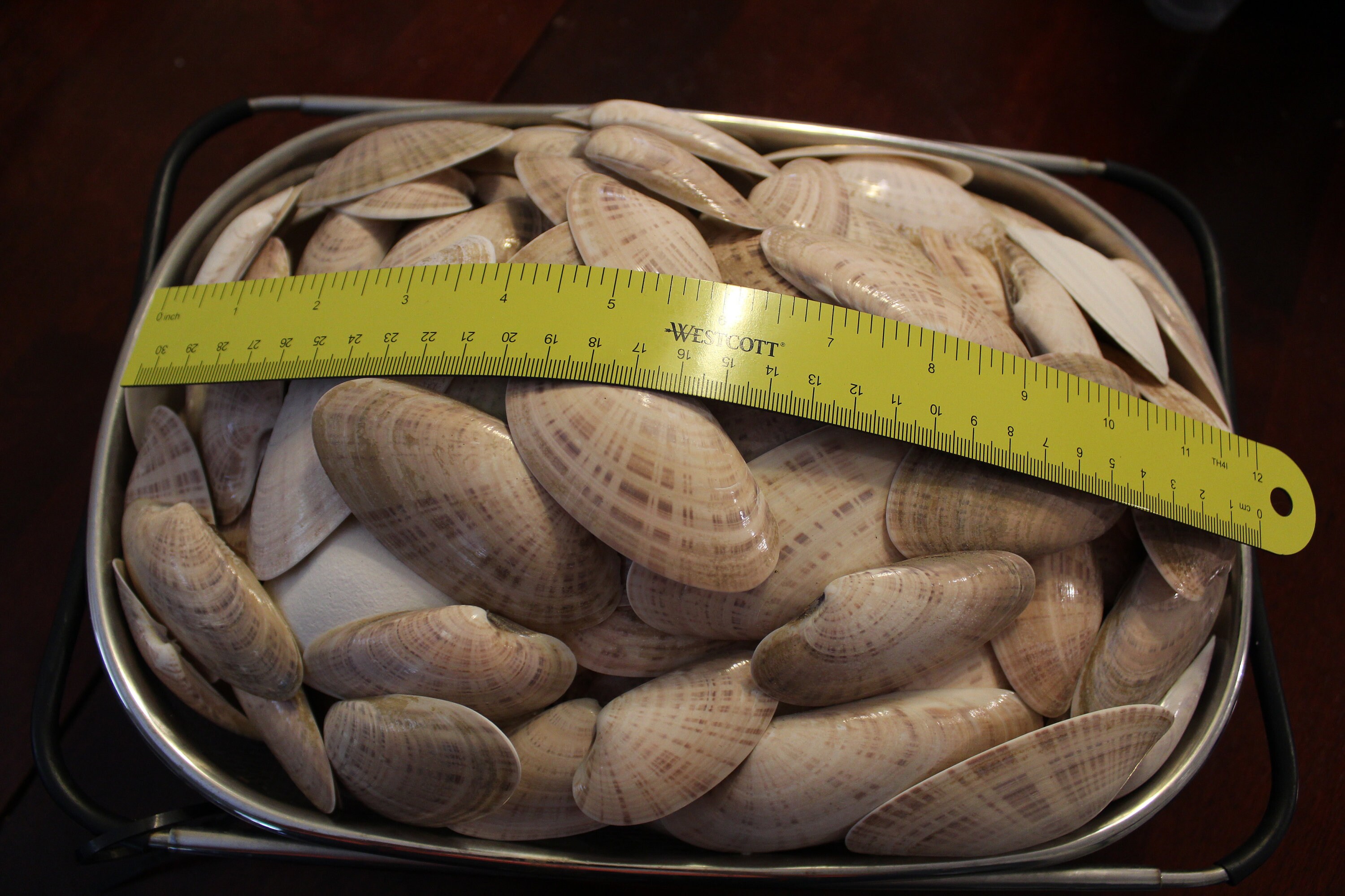 Sunray Venus Seashells, Gulf Coast Shells, Sunray Venus Clam Shells, 7 ...
