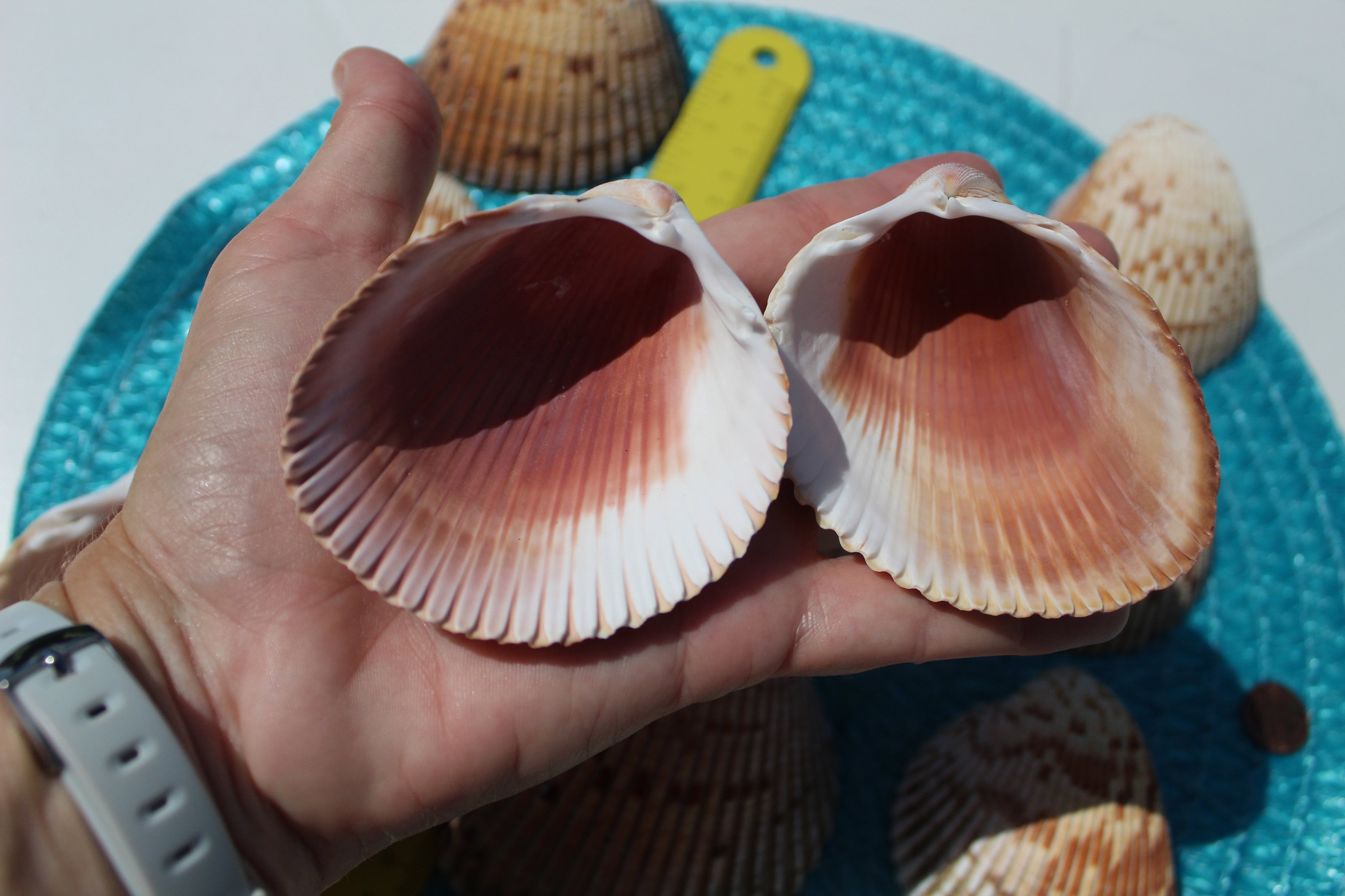 Large Cockle Shells, 11 Medium Cockle Shells, 2.75-3.0 Inches, Sanibel ...