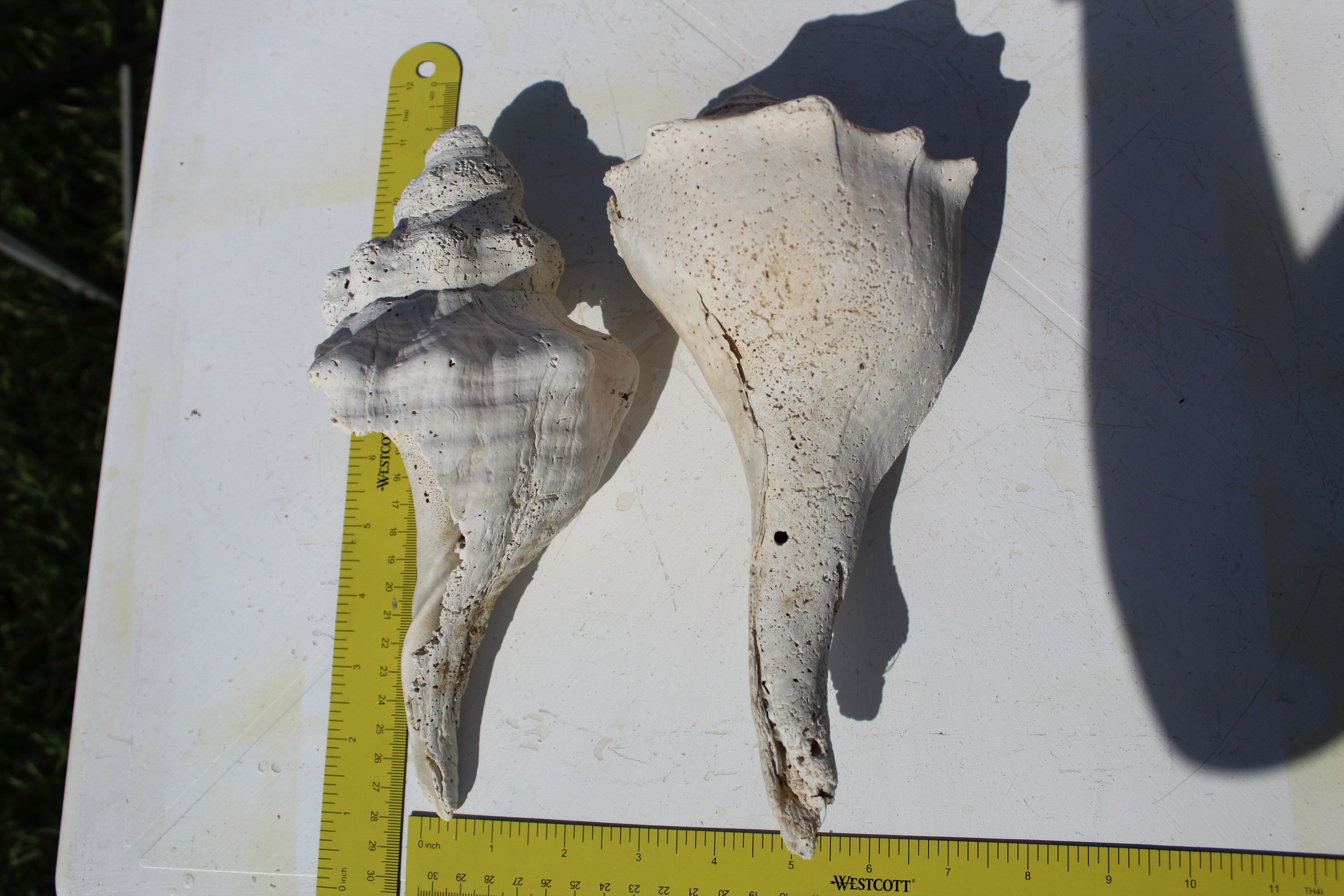 Large Whelk Shell, Large Horse Conch Shell, Vintage Whelk Shell ...