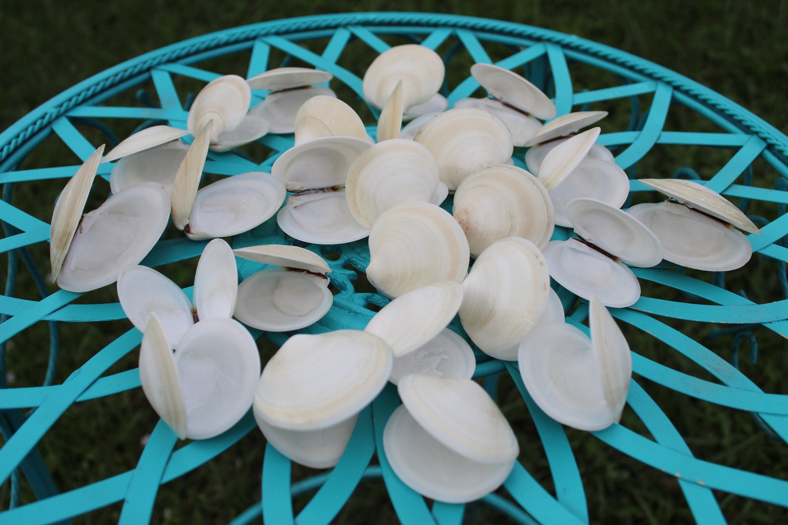 Dosinia Clam Shell, White Shells, Florida Gulf Coast, White, Textured ...