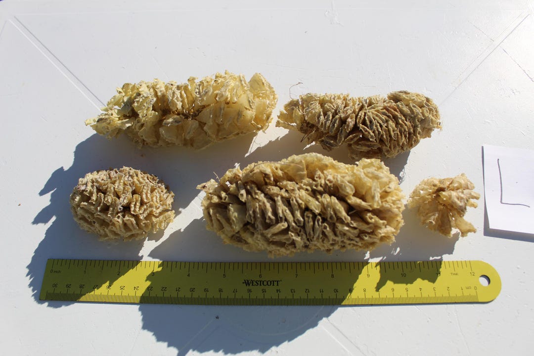 Horse Conch, Horse Egg Case, Spiral Egg Case, Sea Shell Case, Keewaydin ...