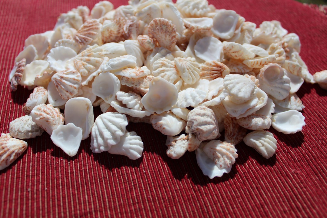 50 Sanibel Cats Paw Seashells, Coastal Decor - Etsy