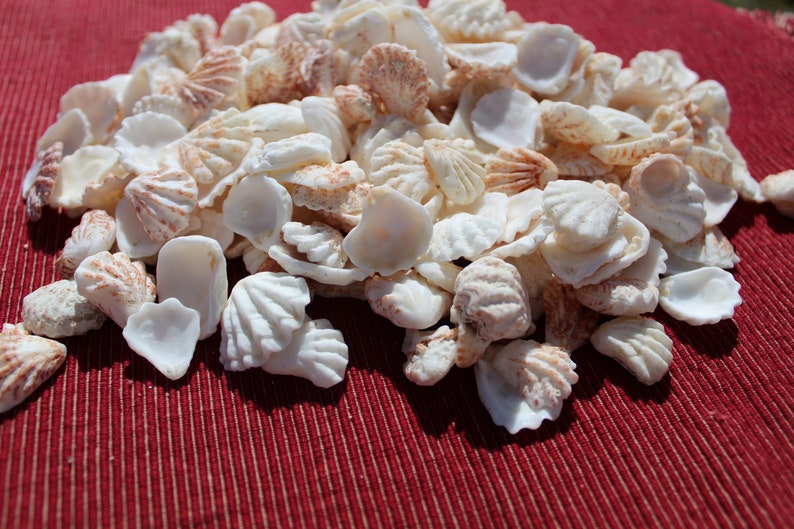 50 Cats Paw Seashells, Kitten Paw Shells, Cats Paw Shells, Sanibel Sea ...