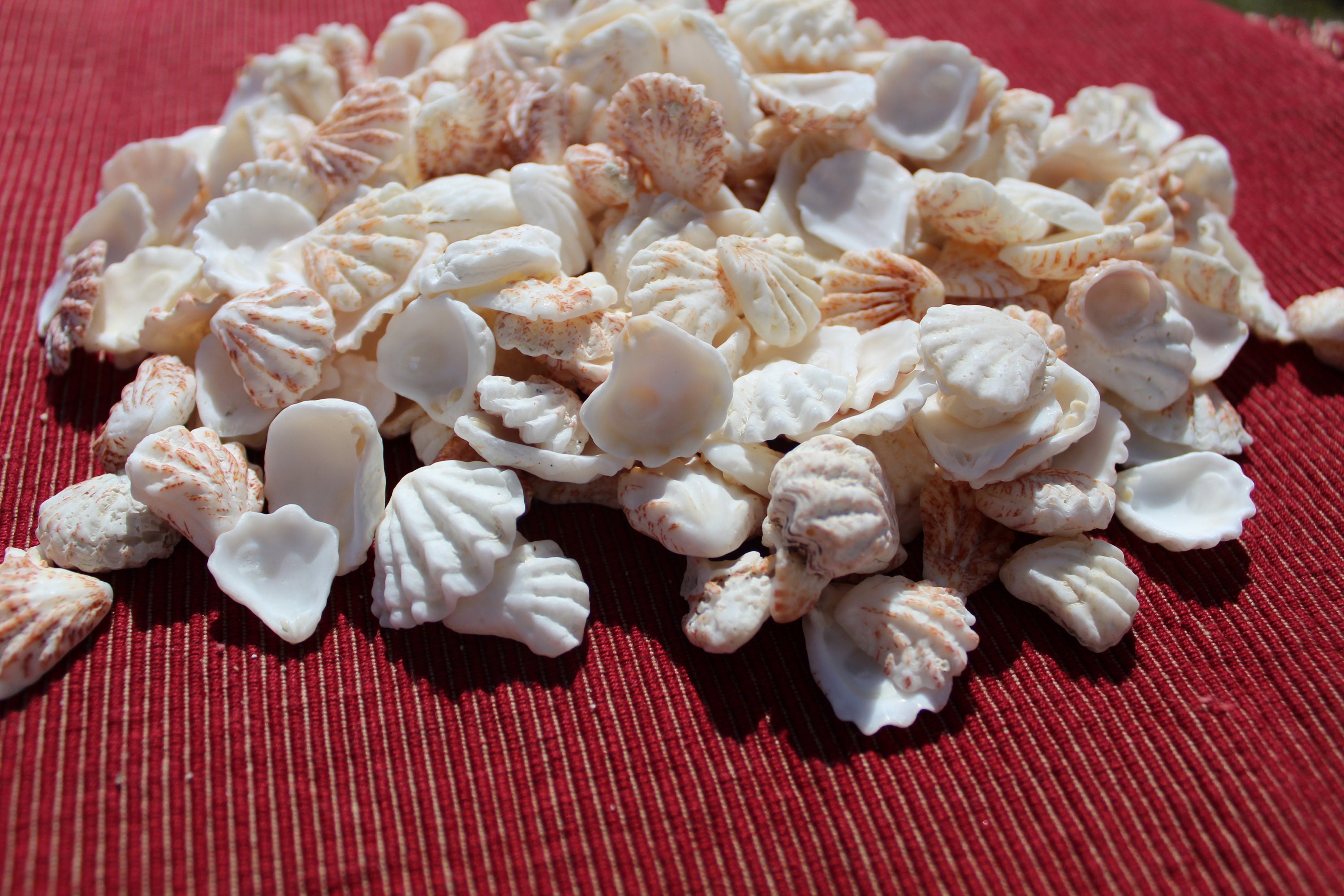 50 Cats Paw Seashells, Kitten Paw Shells, Cats Paw Shells, Sanibel Sea ...