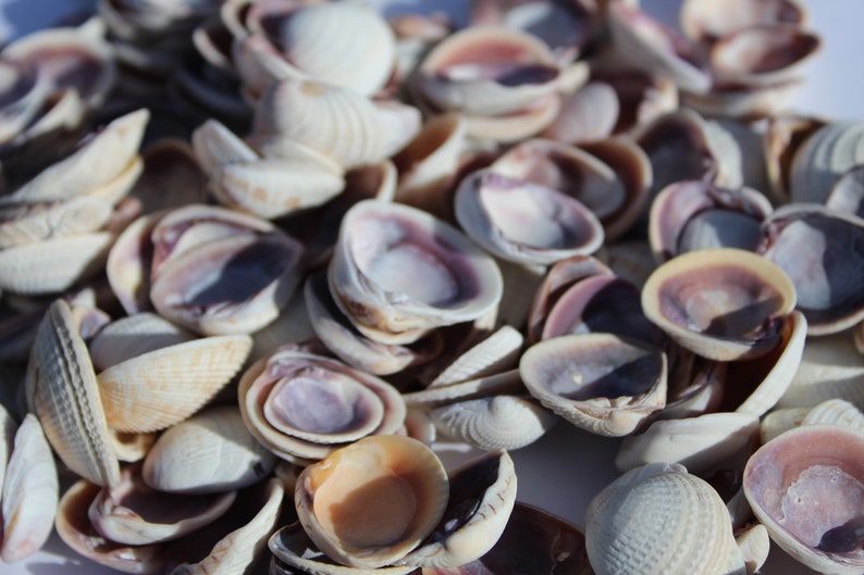 25 Venus Clam Shells Seashells Beach Decor Shells Purple - Etsy