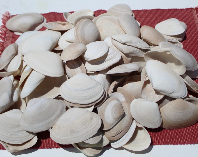 Reserved 25 X 10 Bags Surf Clam Shells, Sanibel Clams, Gulf Coast ...