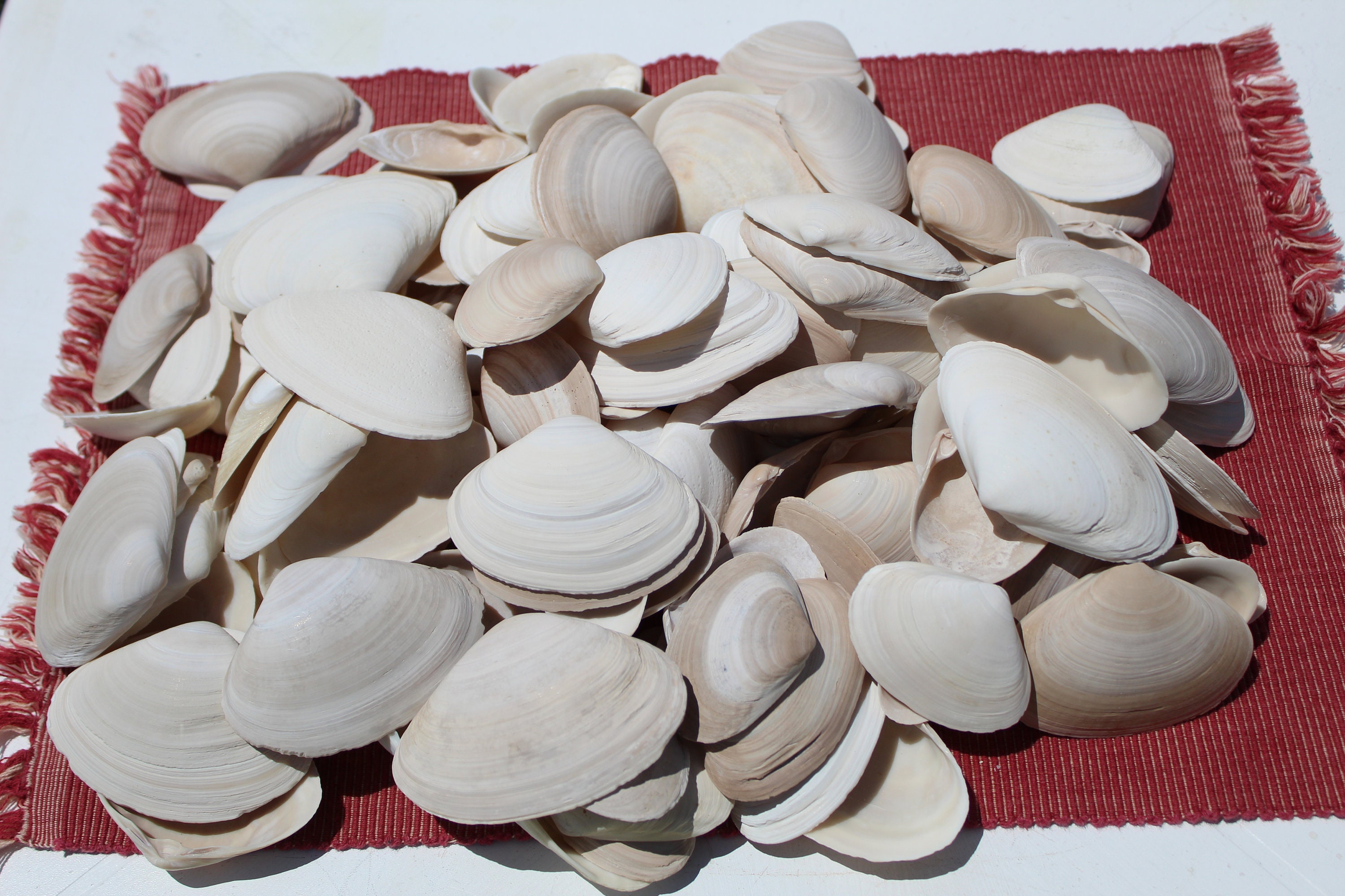 25 Surf Clam Shells, Sanibel Clams, Gulf Coast Shells, Florida Clams ...