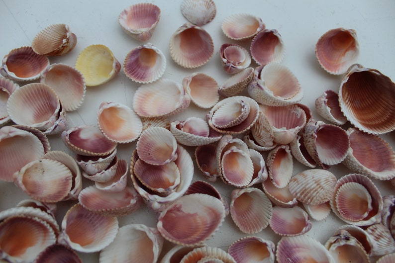 Natural Florida Shells, Prickly Cockle Shells, Sanibel Island Shells ...