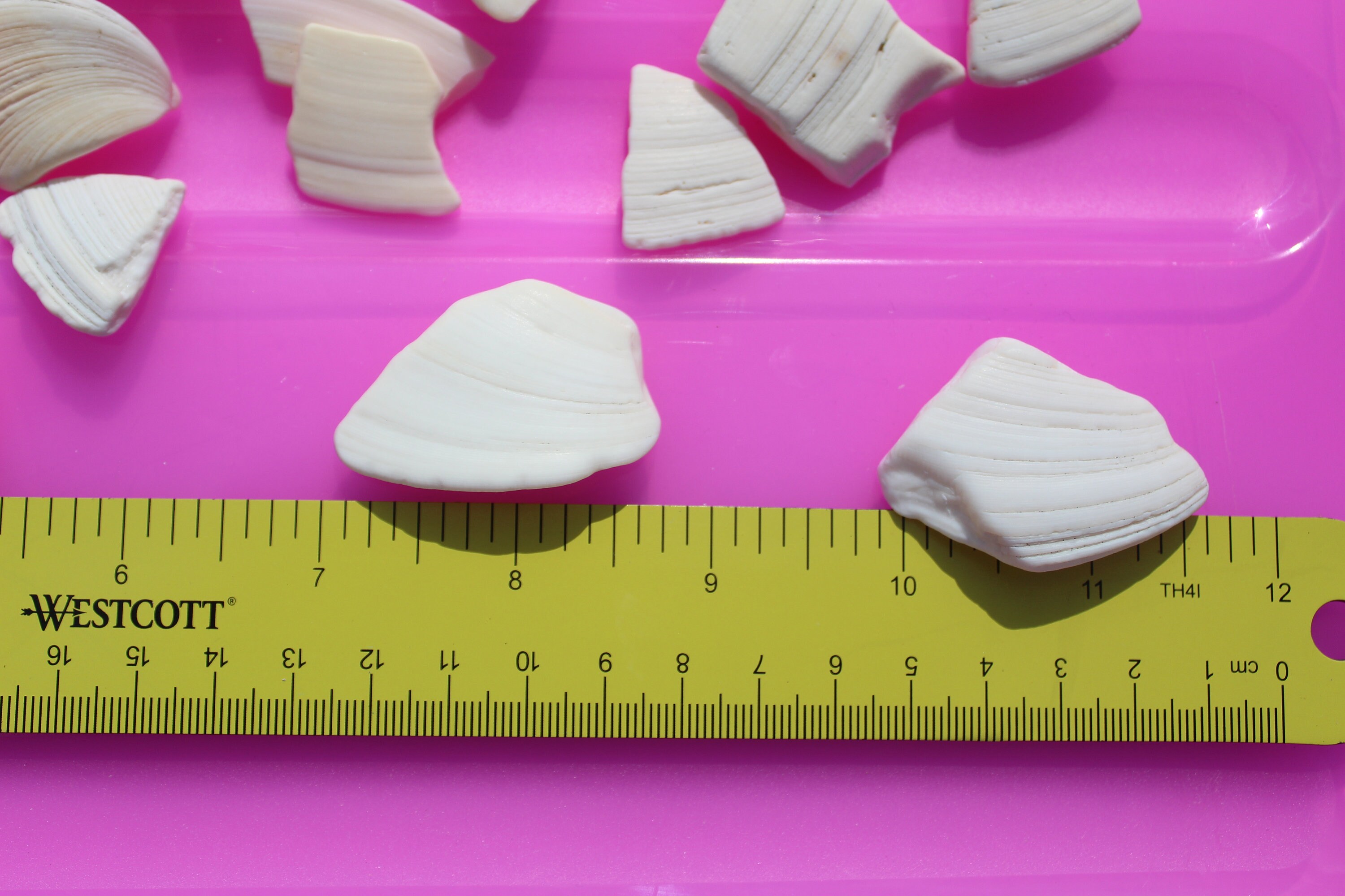 8 Ounces Seashell Chips, Shell Pieces, Ribbed Shells, Gulf Coast Shell ...