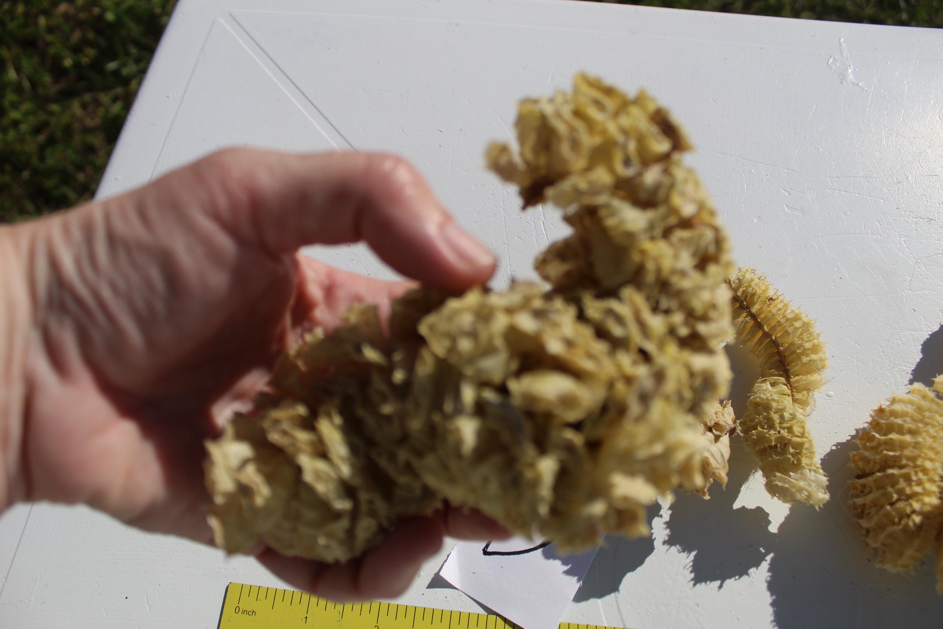 Whelk Egg Case, Spiral Egg Case, Sea Shell Case, Keewaydin, Egg Casing ...