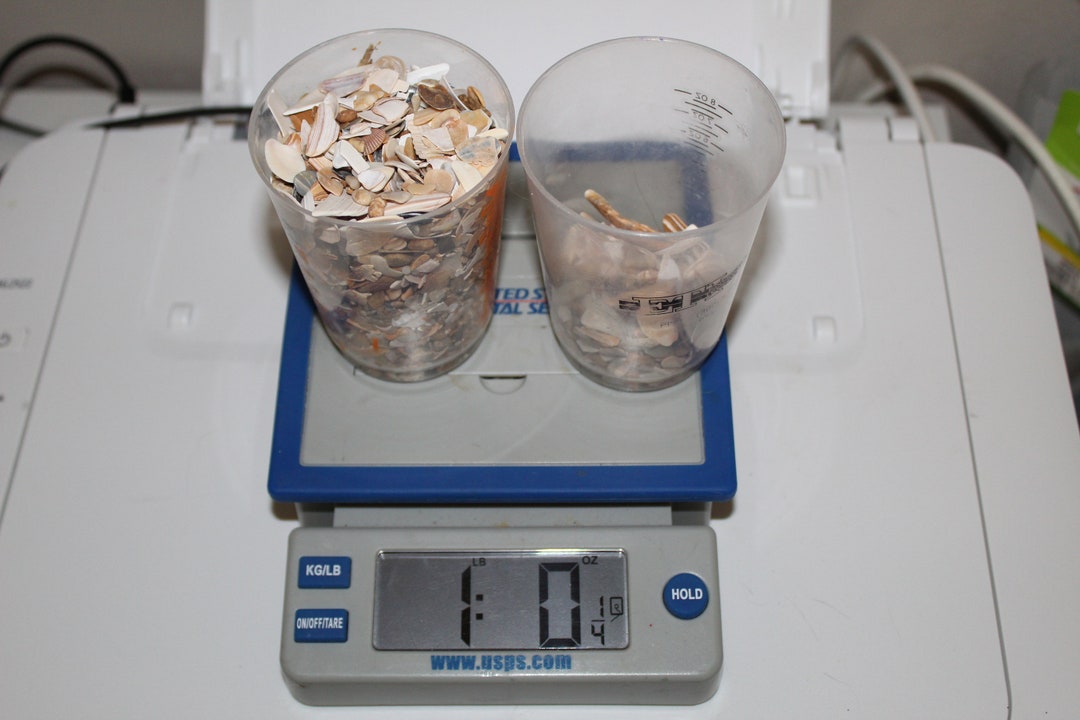 Natural Crushed Shells, 1 Lb Broken Shells, Shell Pieces, Vase Filler ...