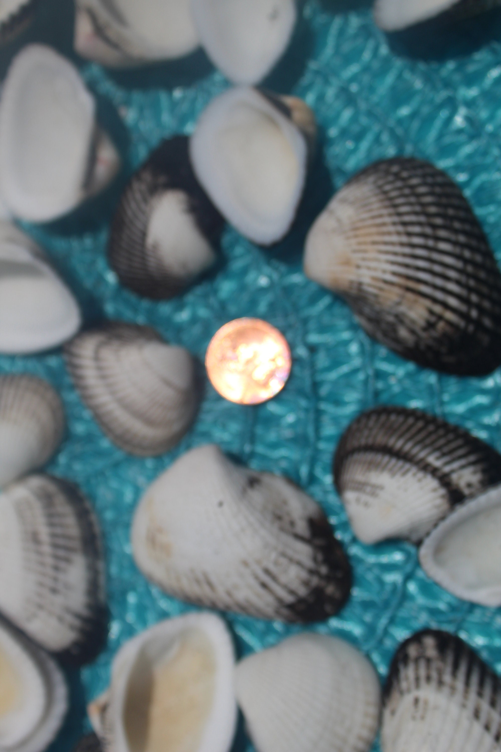 Ponderous Ark Seashells, Keewaydin Sea Shells, Gulf Coast Shells, Black ...