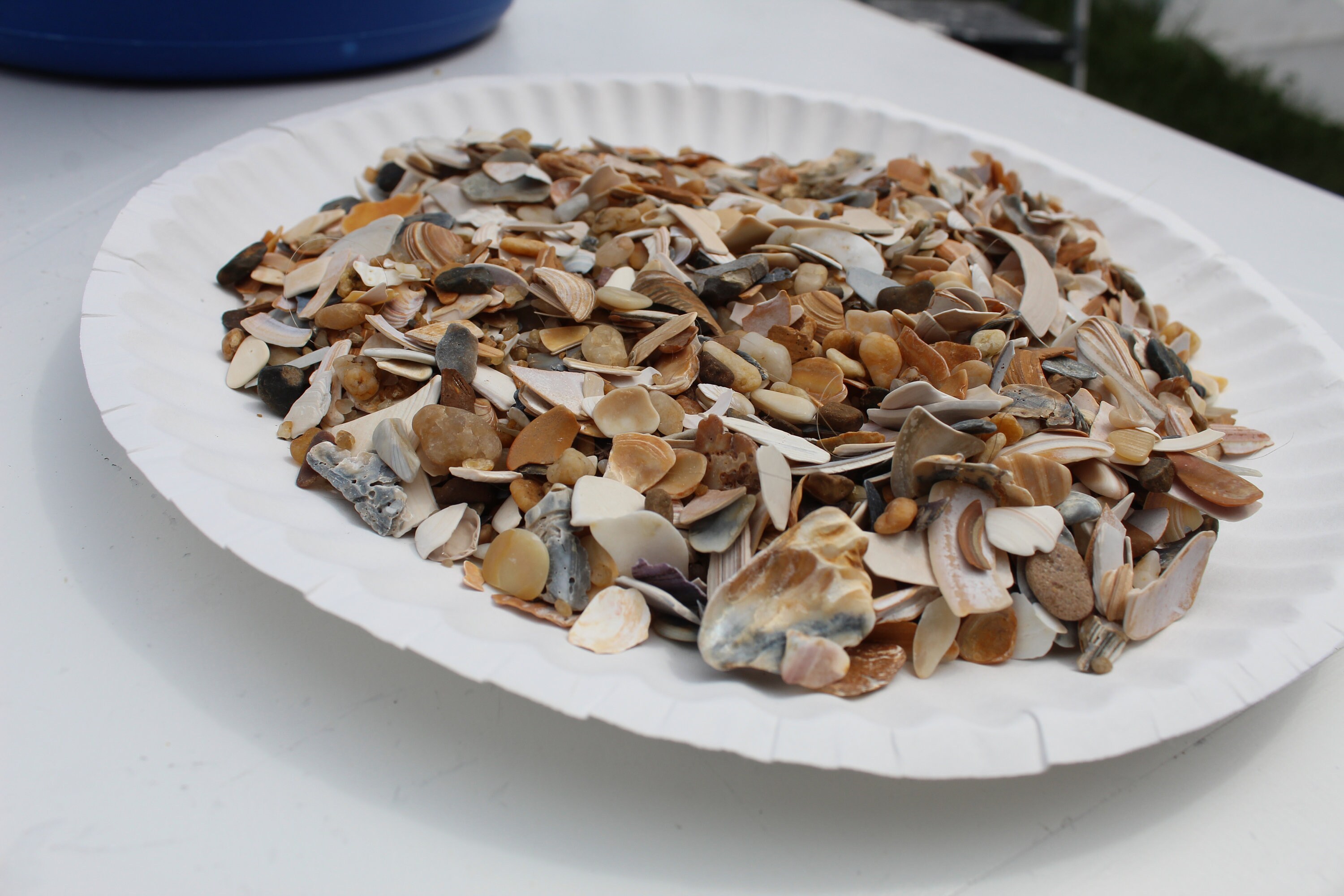 Natural Crushed Shells, 1 Lb Broken Shells, Shell Pieces, Vase Filler ...