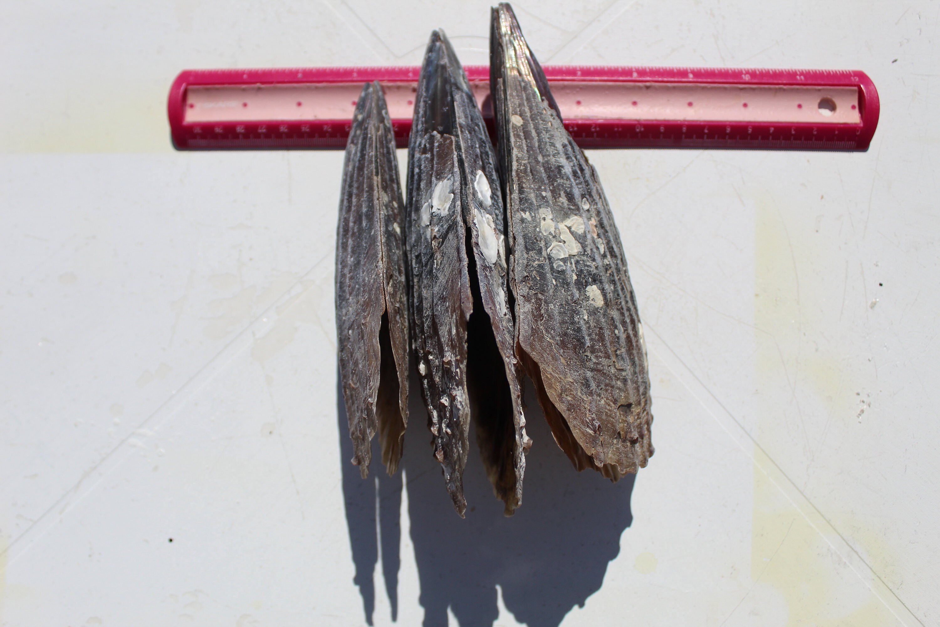 Pen Shells Keewaydin Island Whole Pen Shells Aura Borealis - Etsy