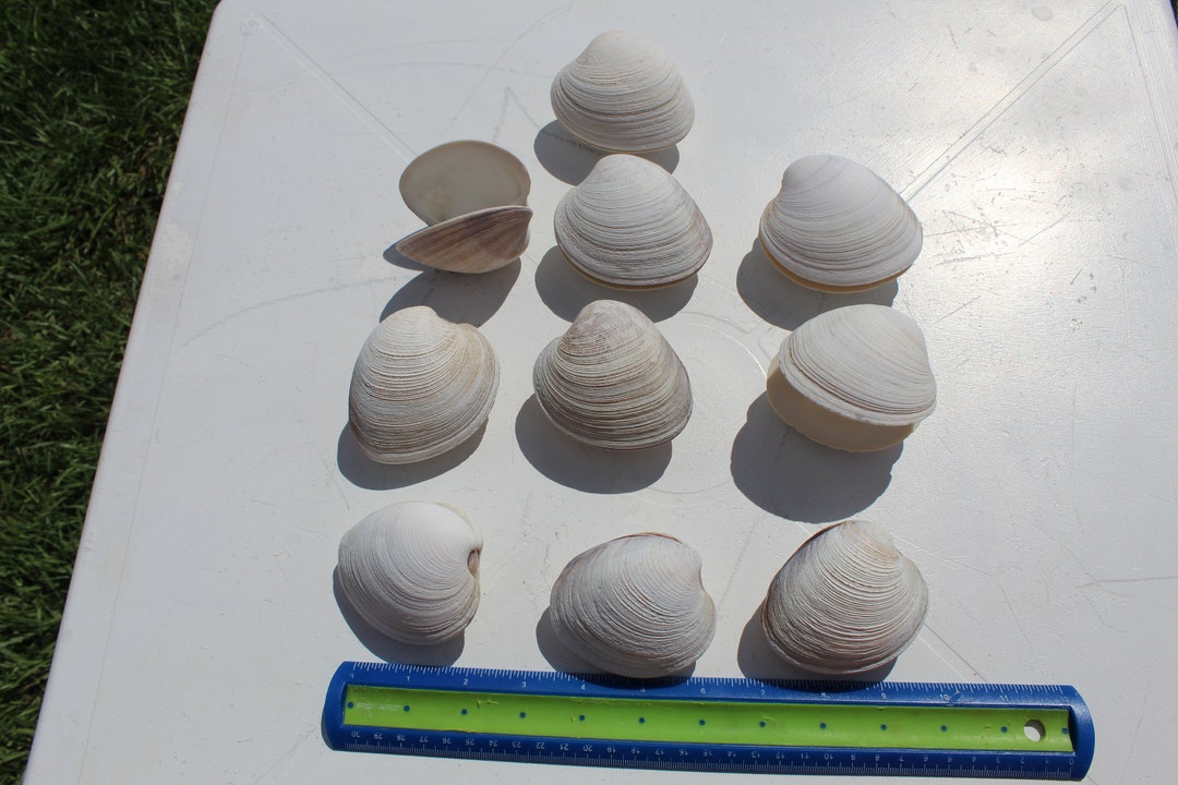 Large Quahog Shells, Brown Clam Shells, Matched Clam Shells, Hard Shell ...