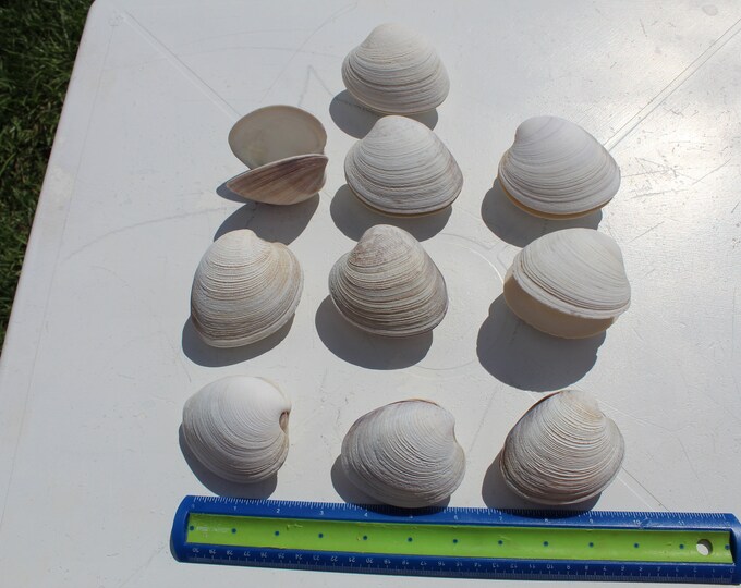 Large Quahog Shells, Brown Clam Shells, Matched Clam Shells, Hard Shell ...