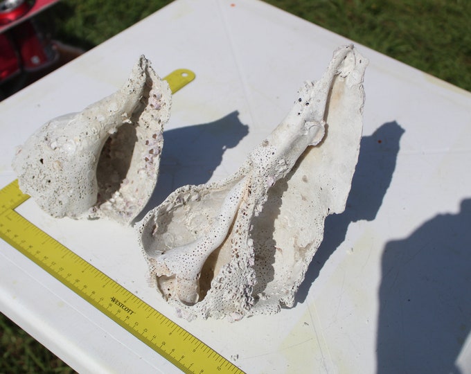 Large Whelk Shells, Vintage Whelk Shell, Aquarium Shell, Barnacle ...
