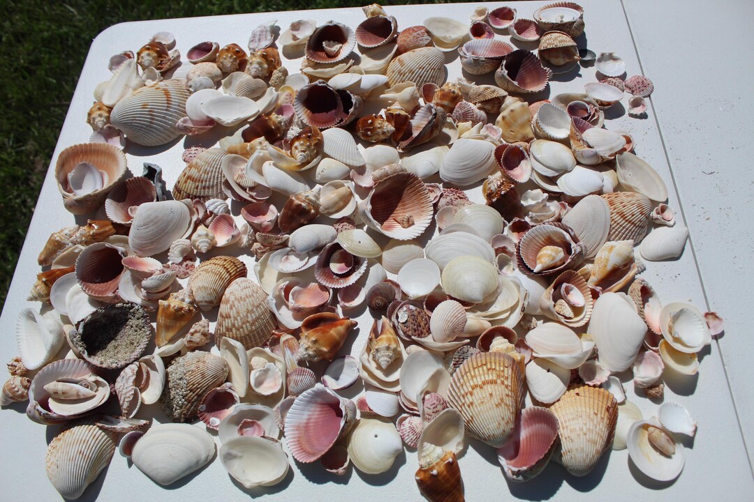 Natural Sea Shells, Gulf Coast Shells-ocean Life Coastal Beach Decor ...