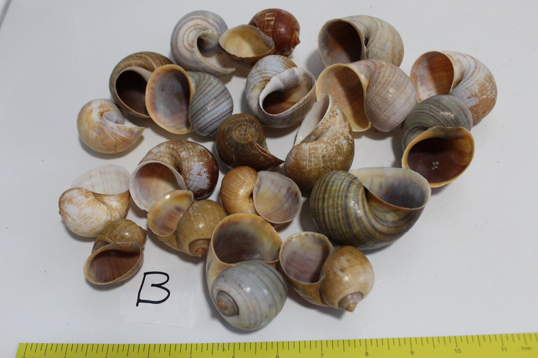 Medium Apple Snail Shells, 20 Apple Snail Shells, 1.25-2.0 Decorative ...