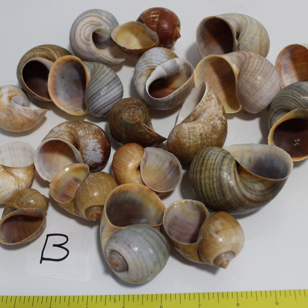 Apple Snail Shell - Etsy