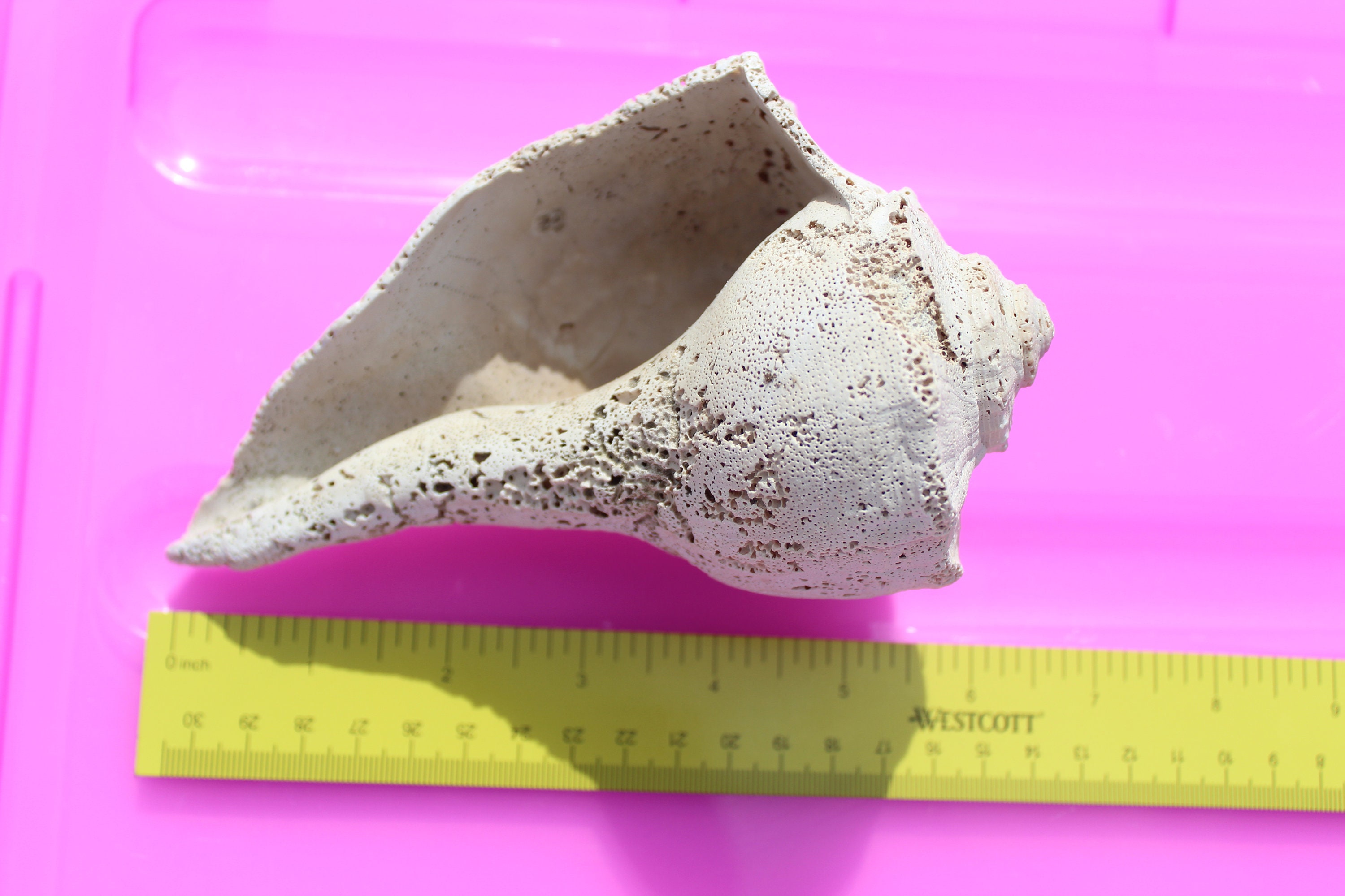 Medium Whelk Shell, Vintage Whelk Shell, Decorative Shell, Barnacle ...