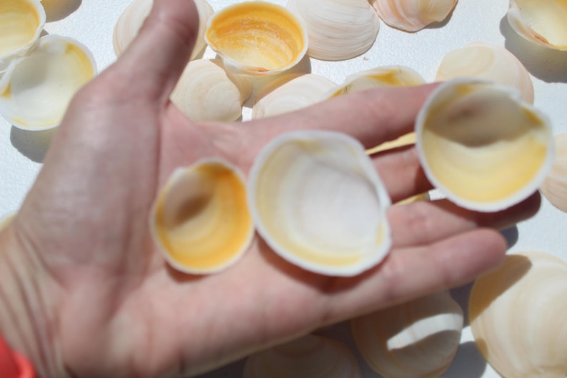 25 Buttercup Lucine Shells, Sanibel Island Yellow Seashells (2-3 Inch ...