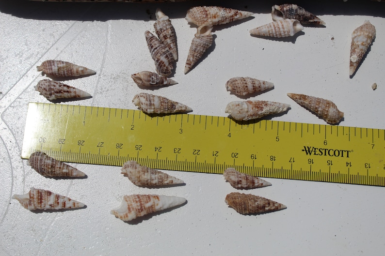 20 Cerith Sea Shells, Pointed Shells, Sanibel Shells, White and Brown ...