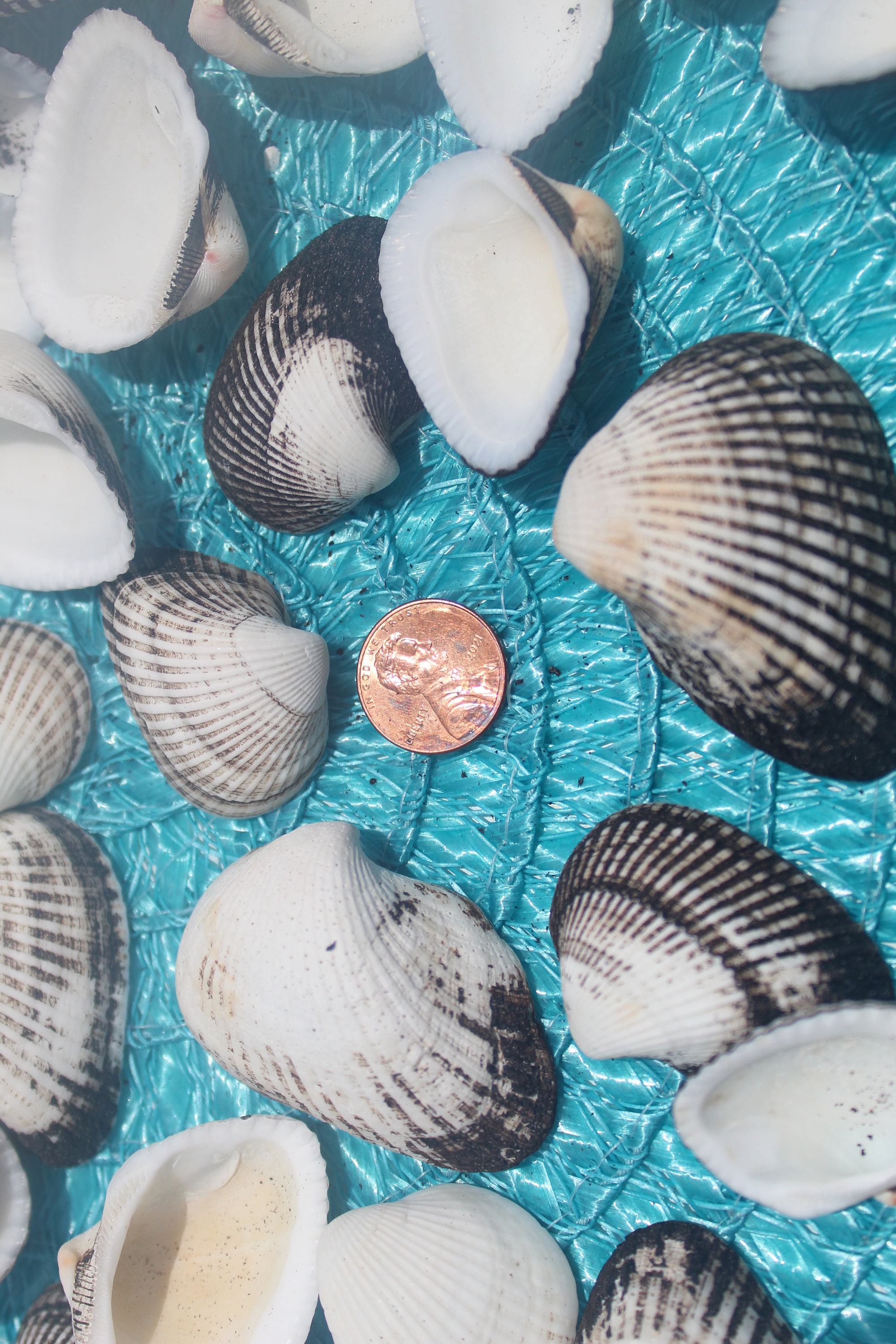 Ponderous Ark Seashells, Keewaydin Sea Shells, Gulf Coast Shells, Black ...